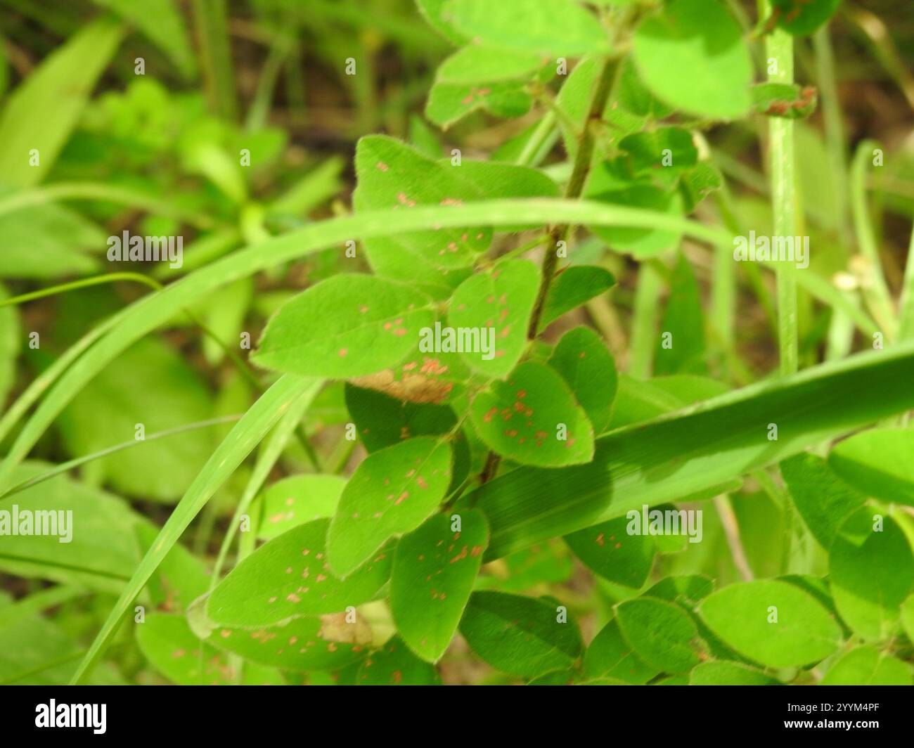 Tick clover hi-res stock photography and images - Alamy