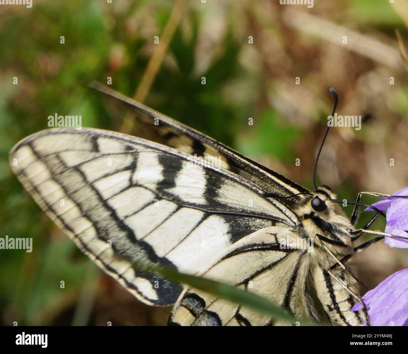 Old World Swallowtail (Papilio machaon Stock Photo - Alamy