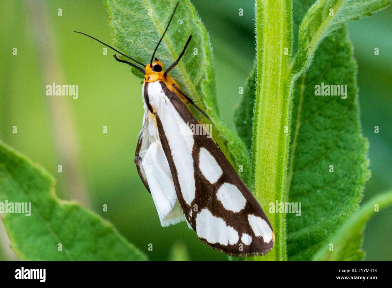 Reversed Haploa Moth (Haploa reversa Stock Photo - Alamy