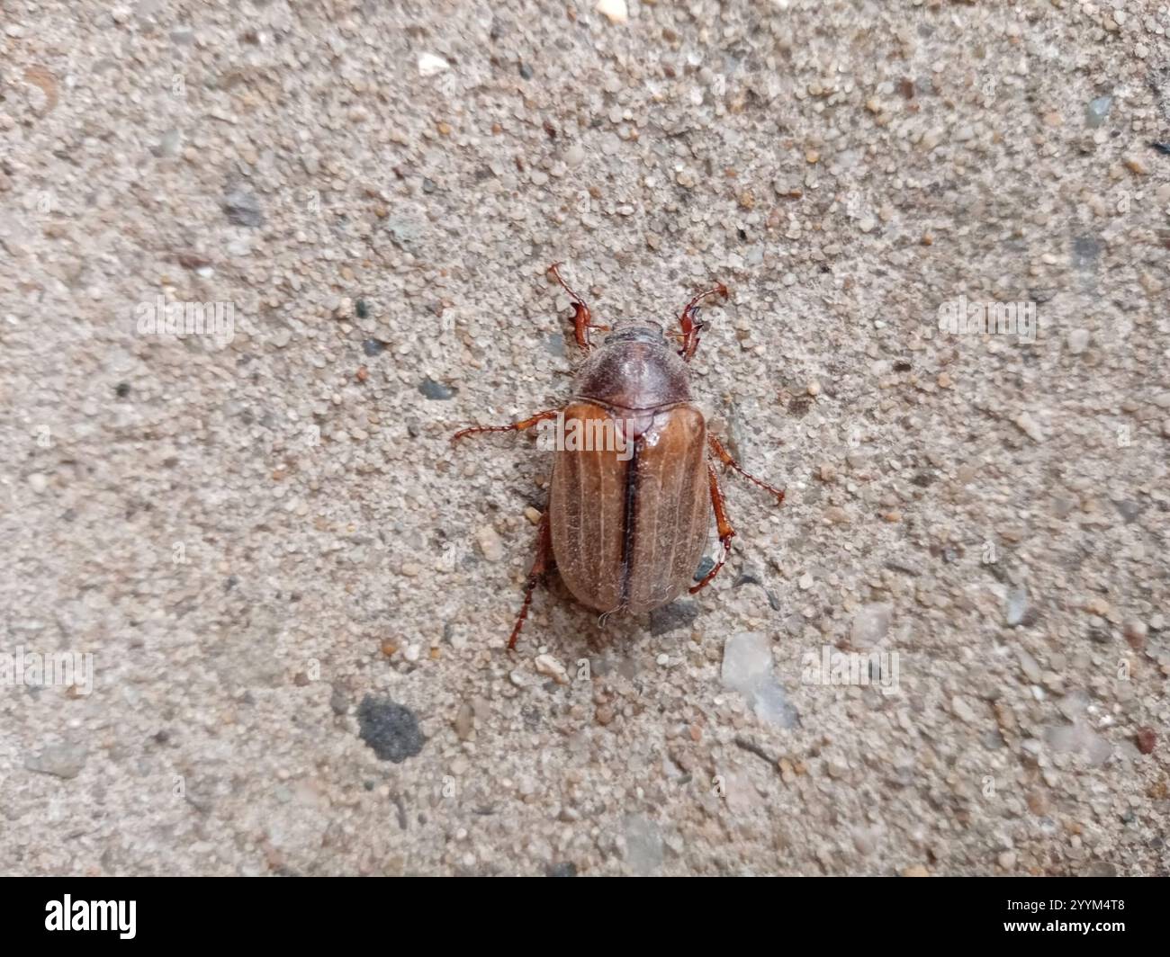 Summer Chafer (Amphimallon solstitiale Stock Photo - Alamy