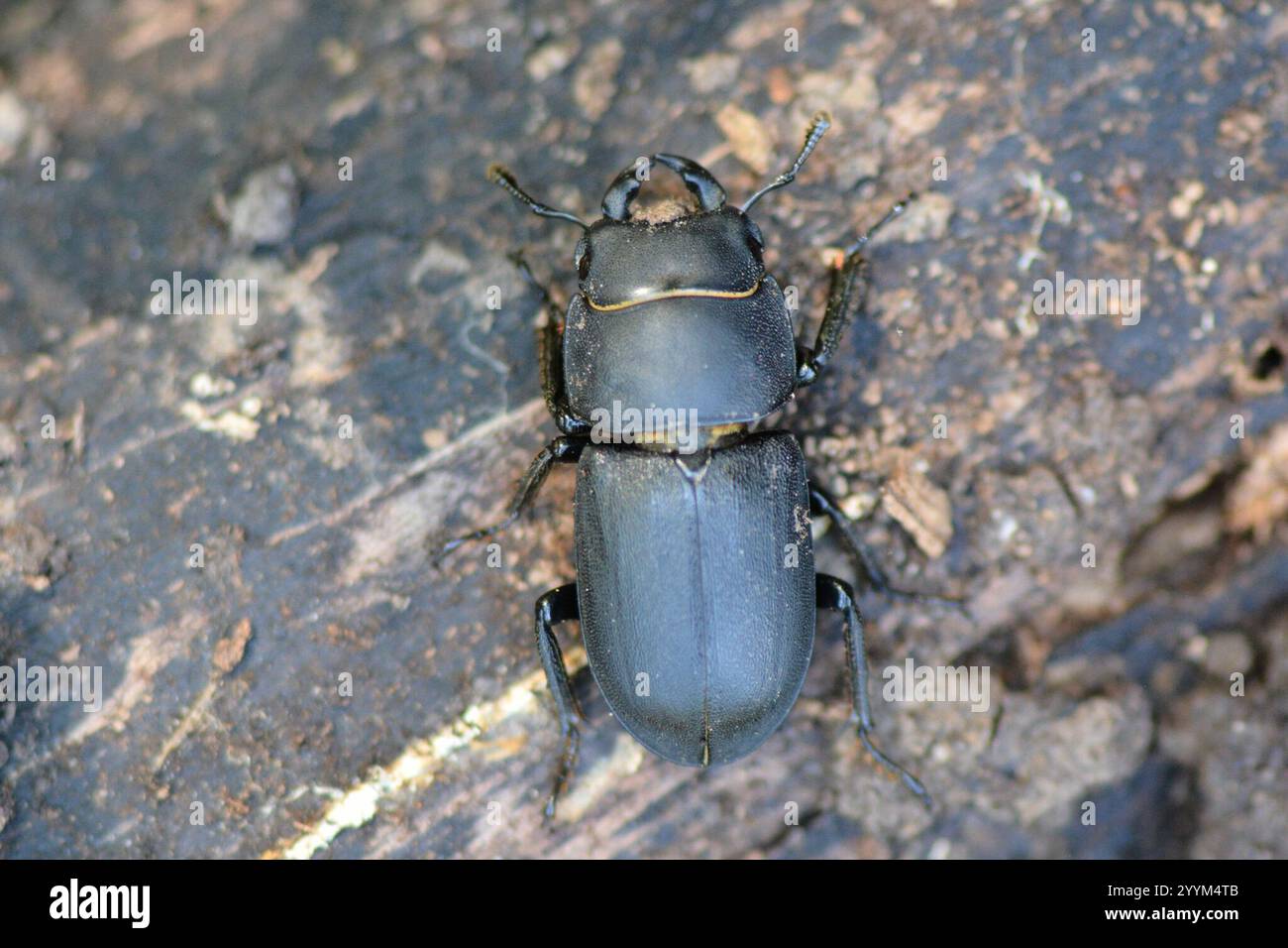 Lesser Stag Beetle (Dorcus parallelipipedus Stock Photo - Alamy