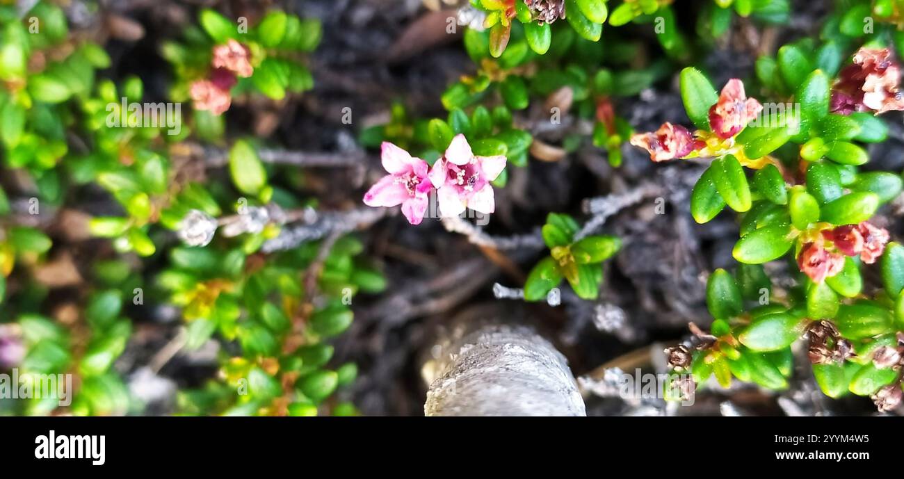 alpine azalea (Kalmia procumbens Stock Photo - Alamy