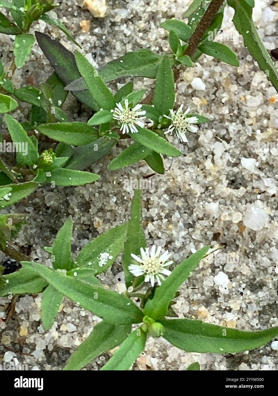 false daisy (Eclipta prostrata Stock Photo - Alamy