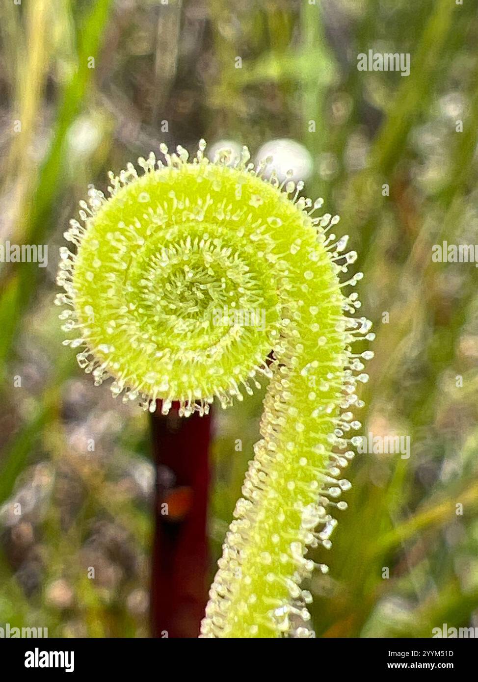 Tracy's sundew (Drosera tracyi Stock Photo - Alamy