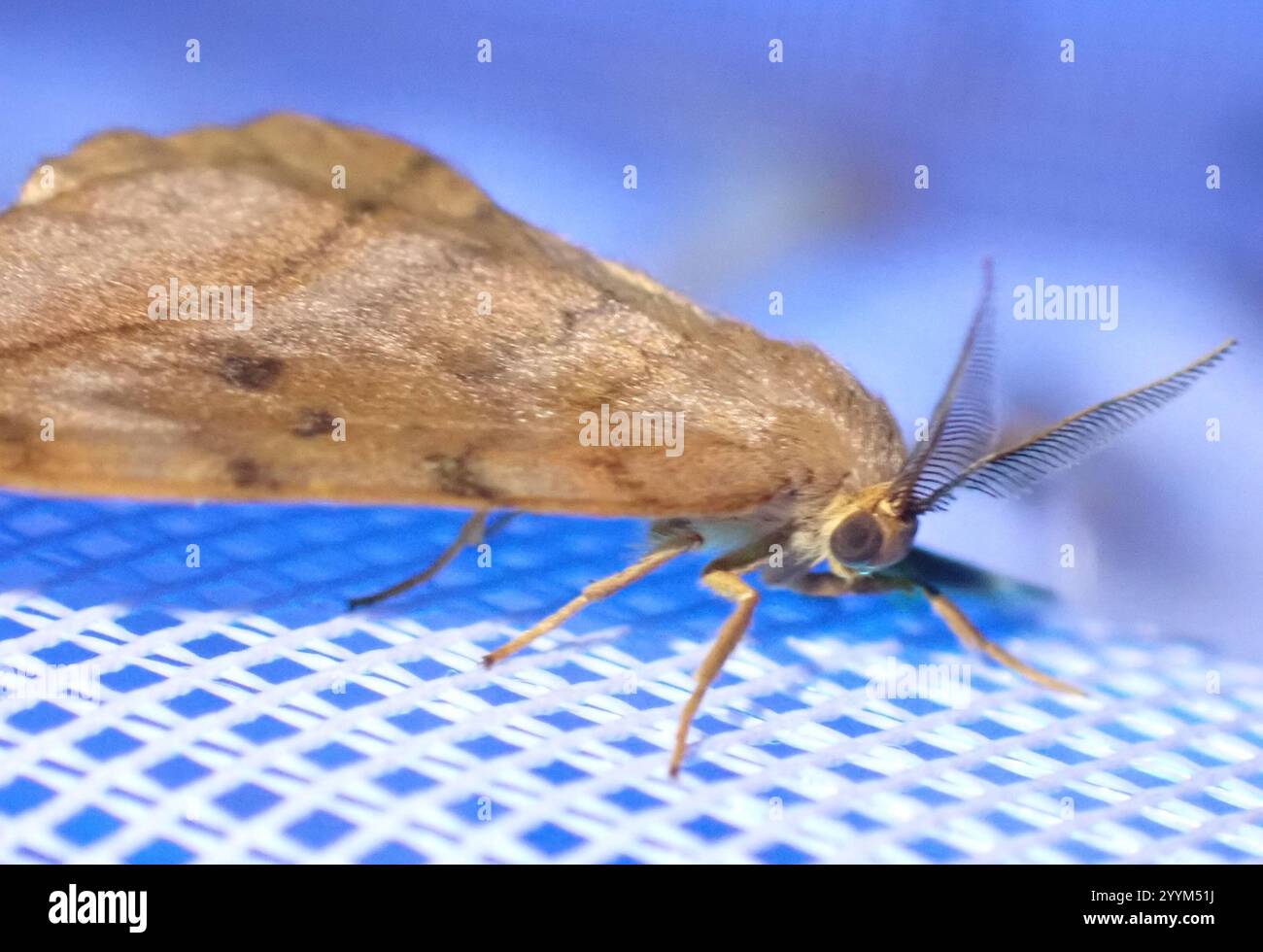 Dusky Hook-tip (Drepana curvatula Stock Photo - Alamy