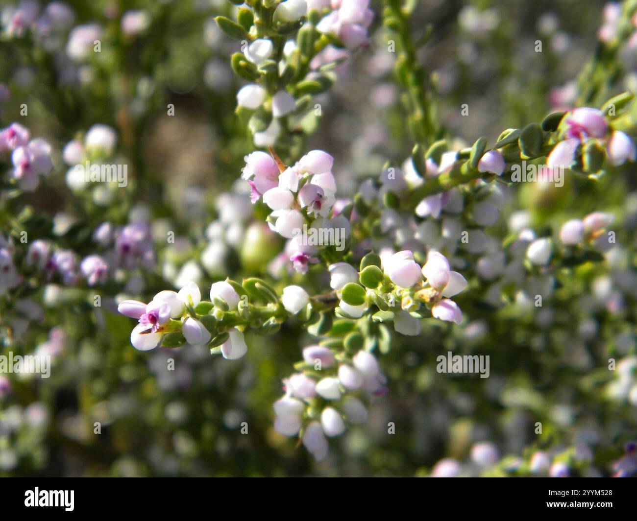 tortoise berry (Muraltia spinosa Stock Photo - Alamy