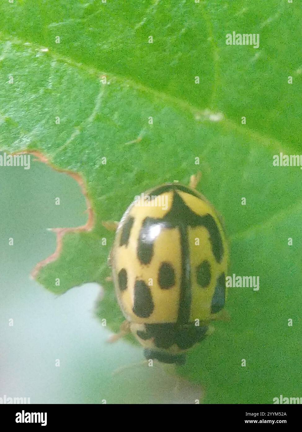 Fourteen-spotted Lady Beetle (Propylea quatuordecimpunctata Stock Photo ...