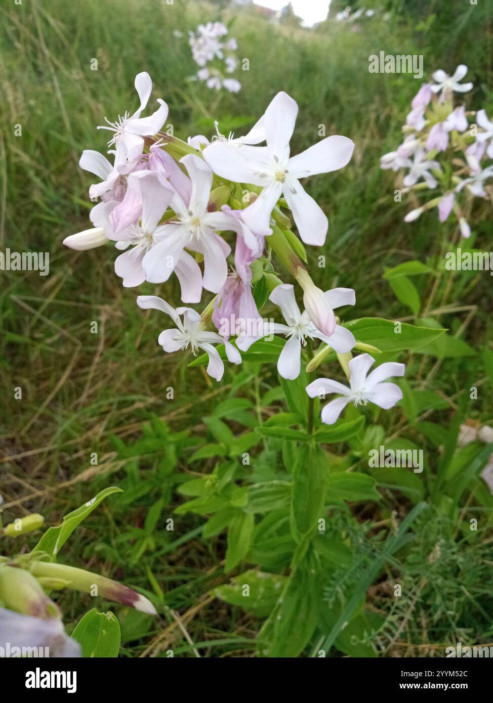 common soapwort (Saponaria officinalis Stock Photo - Alamy