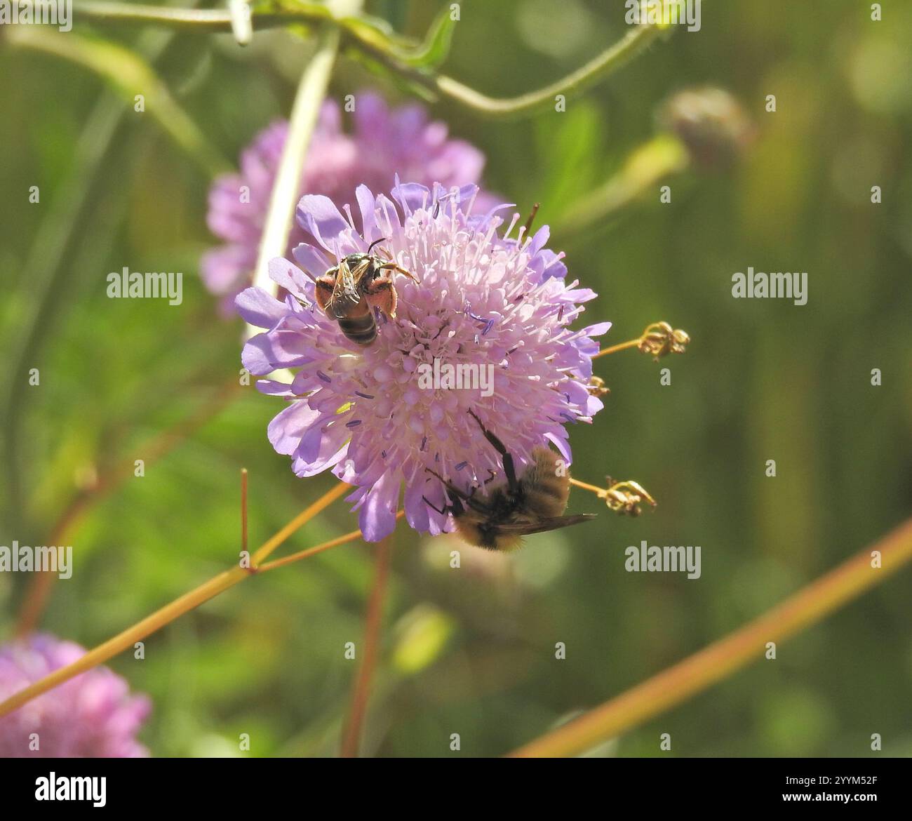 Bombus distinguendus hi-res stock photography and images - Alamy