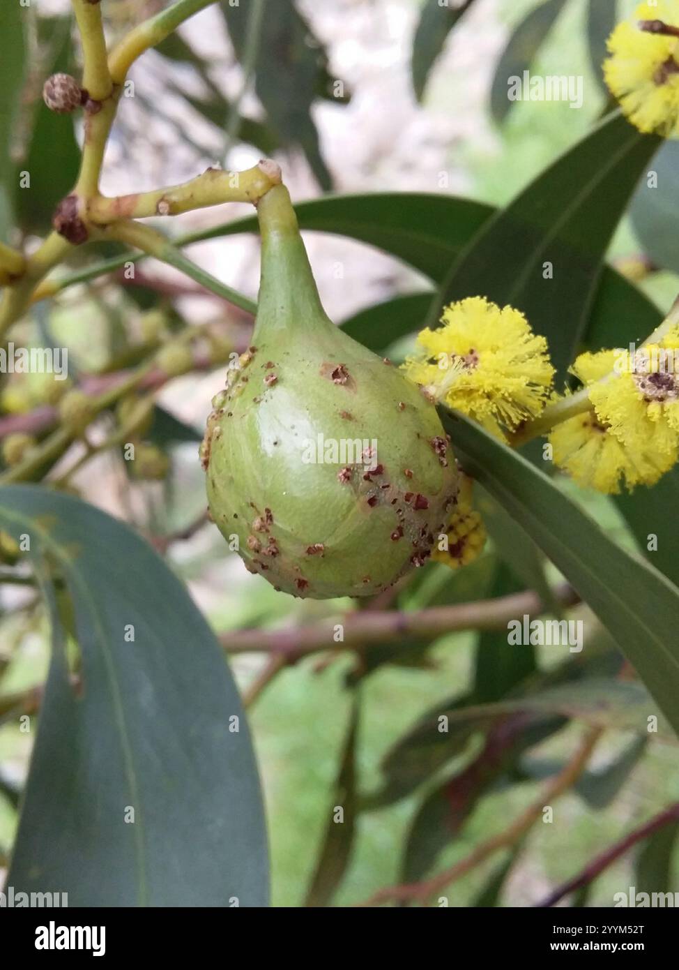 Golden Wattle Gall Wasp (Trichilogaster signiventris Stock Photo - Alamy