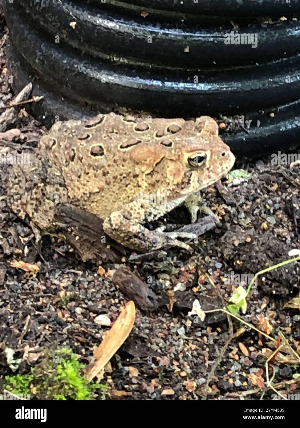 American Toad (Anaxyrus americanus Stock Photo - Alamy