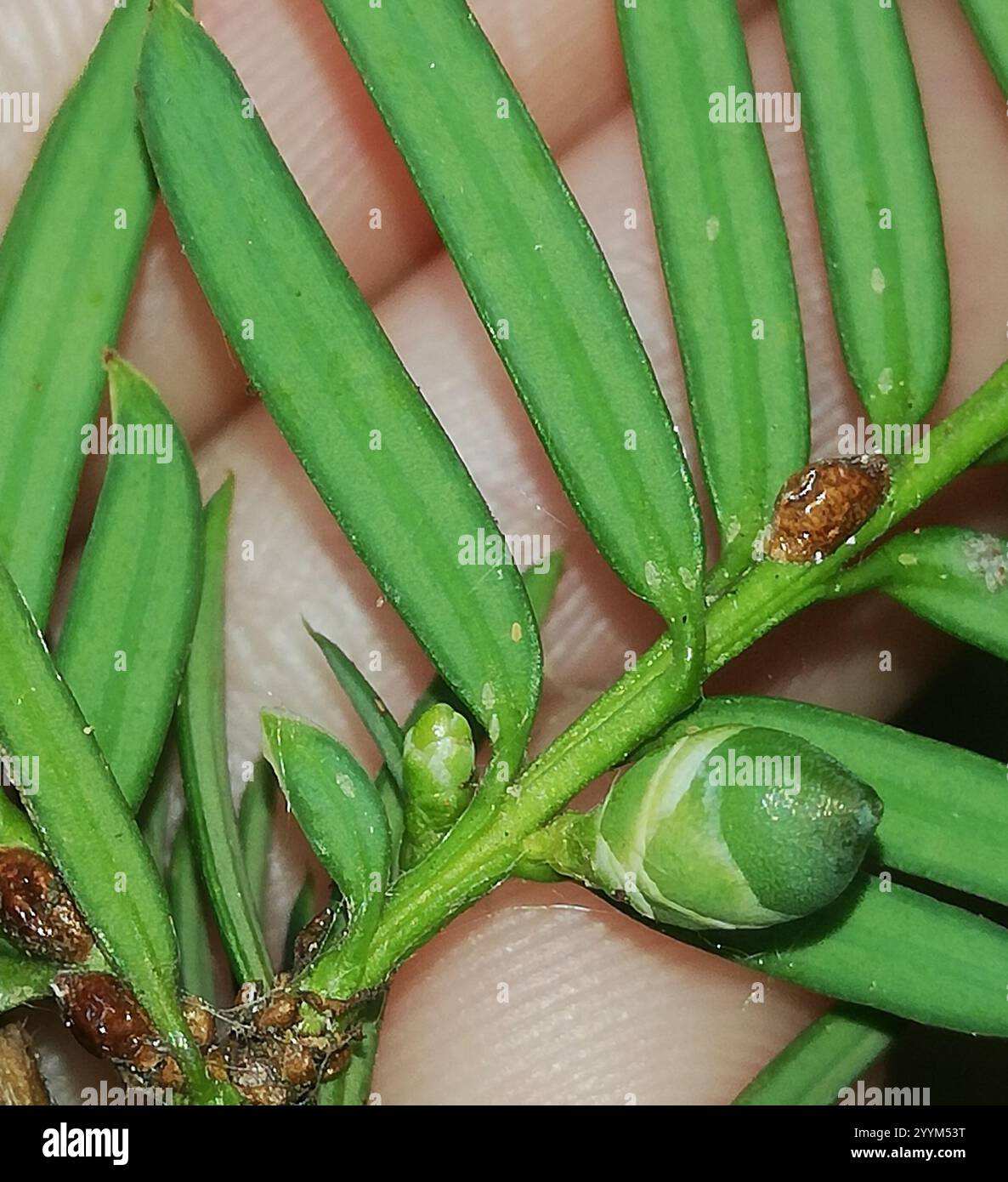common yew (Taxus baccata Stock Photo - Alamy