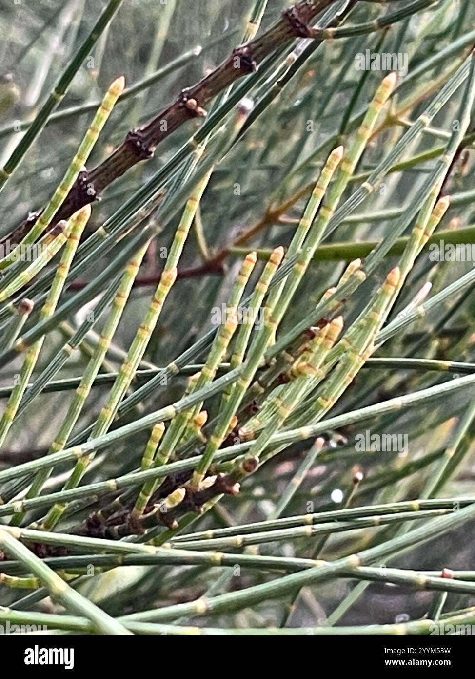 Buloke (Allocasuarina luehmannii Stock Photo - Alamy