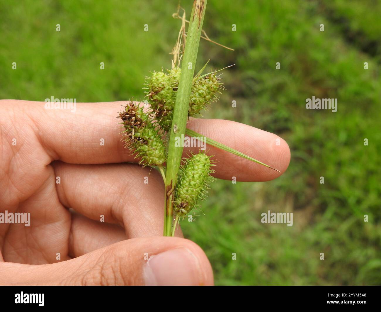Frank's sedge (Carex frankii Stock Photo - Alamy