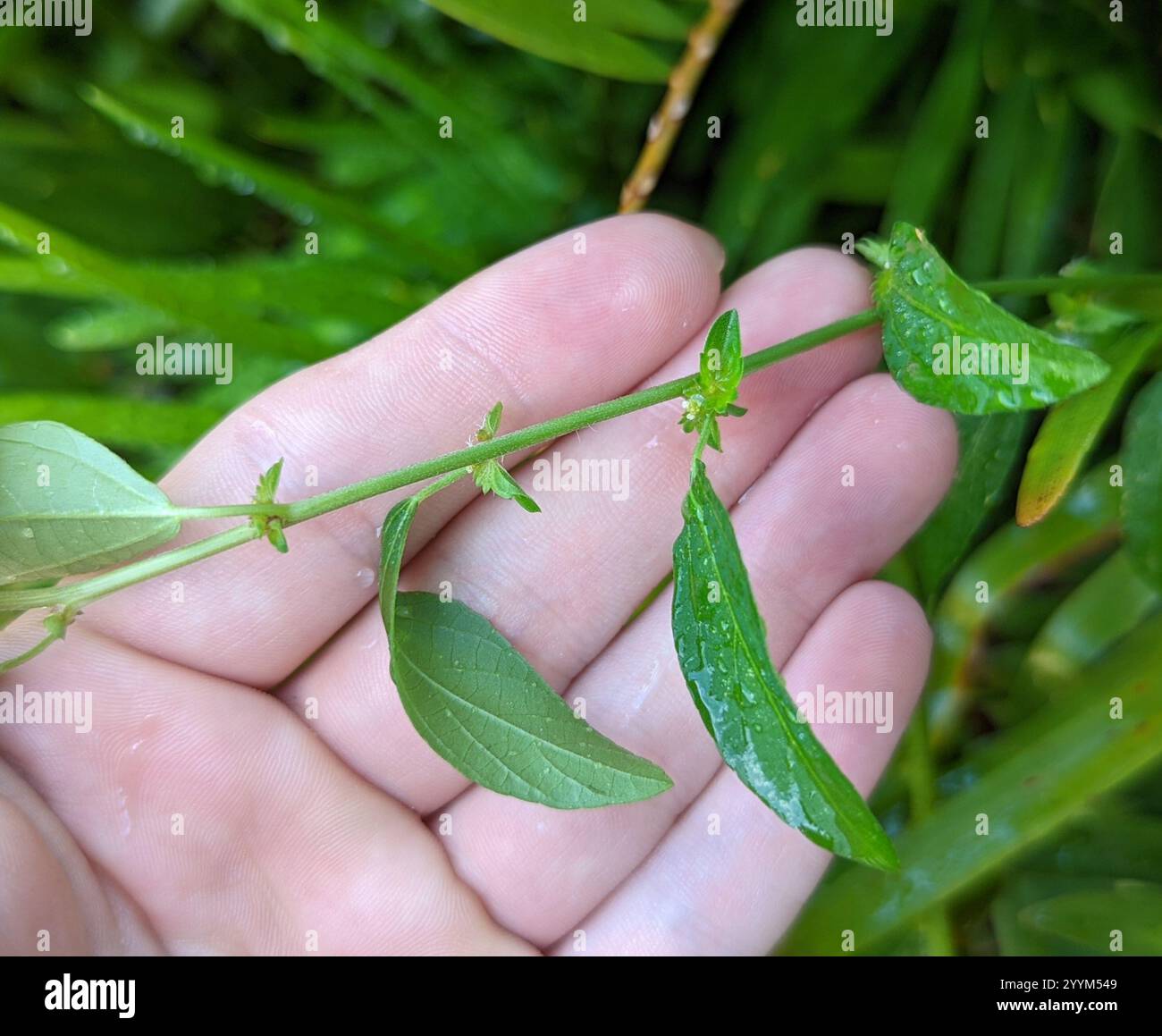 Slender Three-seeded Mercury (Acalypha gracilens Stock Photo - Alamy