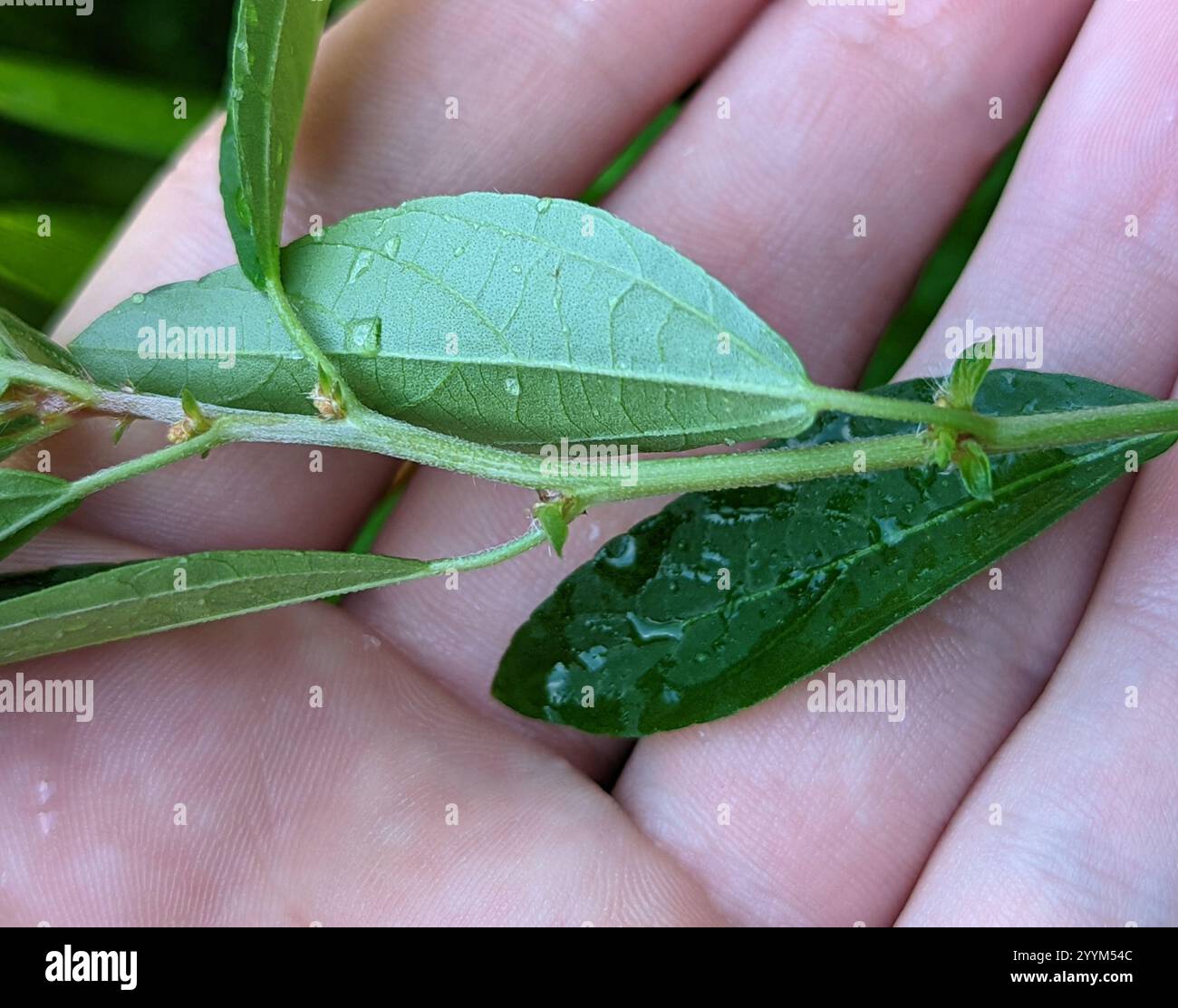 Slender Three-seeded Mercury (Acalypha gracilens Stock Photo - Alamy
