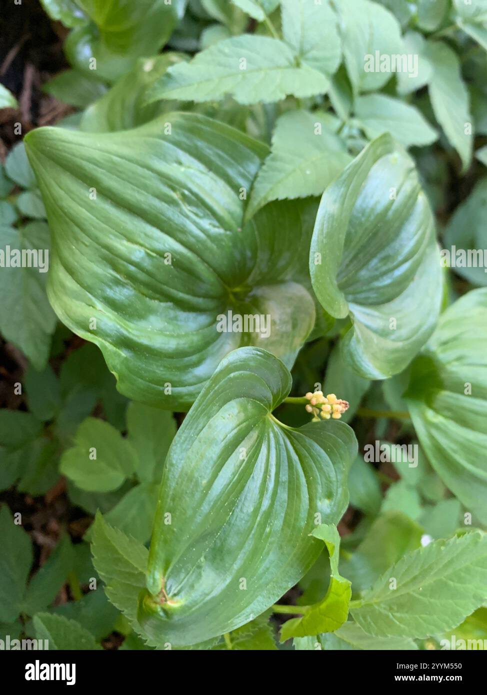 Western Lily of the Valley (Maianthemum dilatatum Stock Photo - Alamy