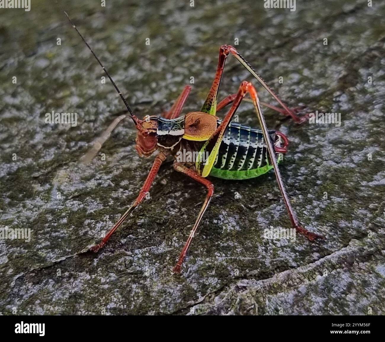 Eastern Saw-tailed Bush-cricket (Barbitistes constrictus Stock Photo ...
