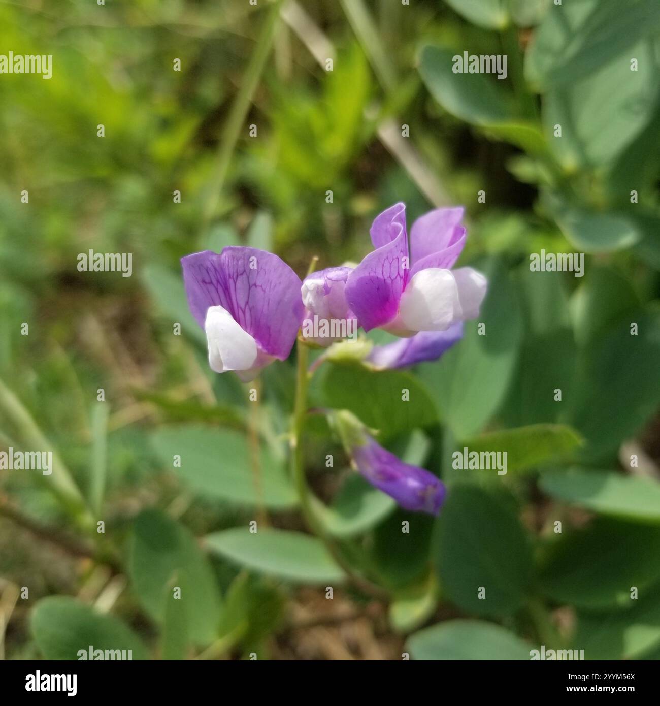 seaside pea (Lathyrus japonicus Stock Photo - Alamy