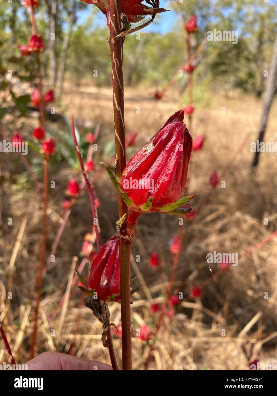 Roselle (Hibiscus sabdariffa Stock Photo - Alamy