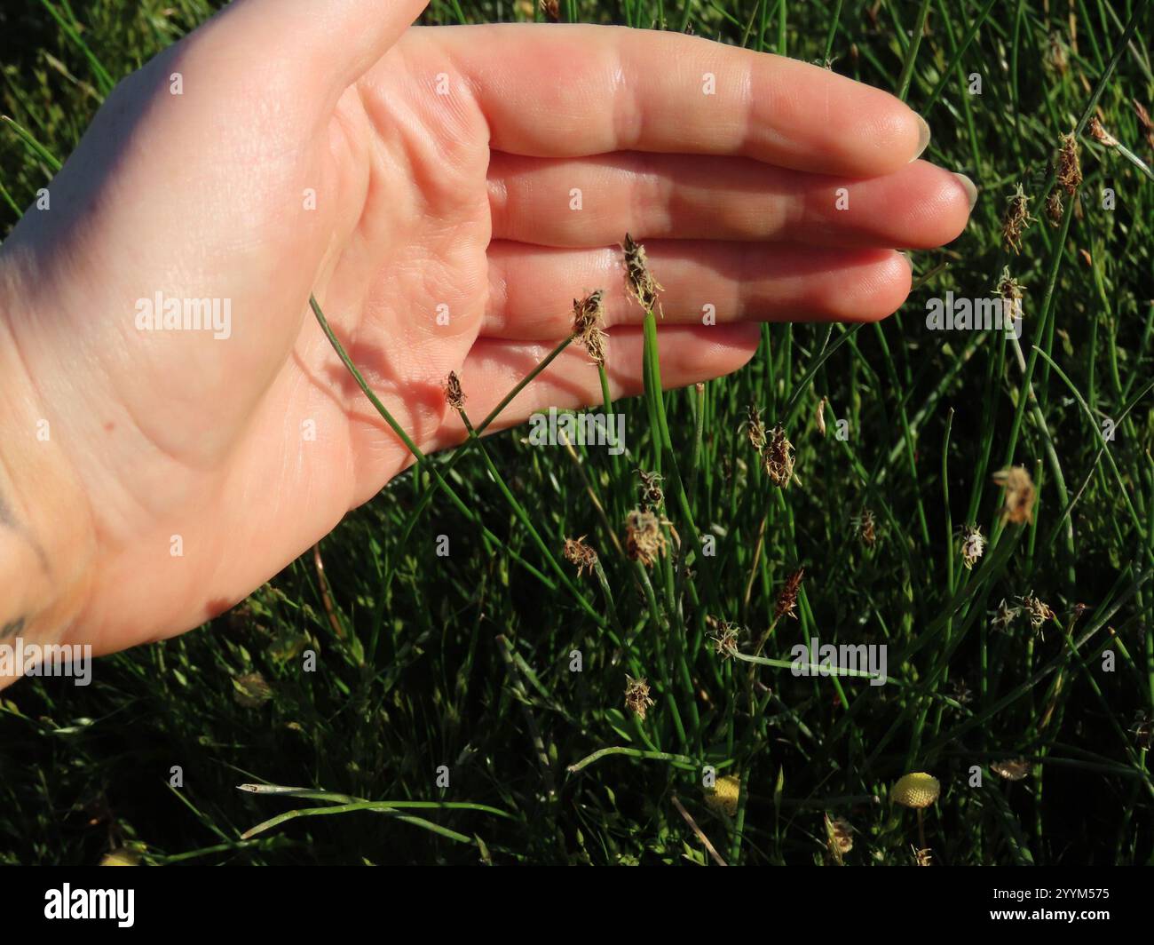 common spikerush (Eleocharis palustris Stock Photo - Alamy
