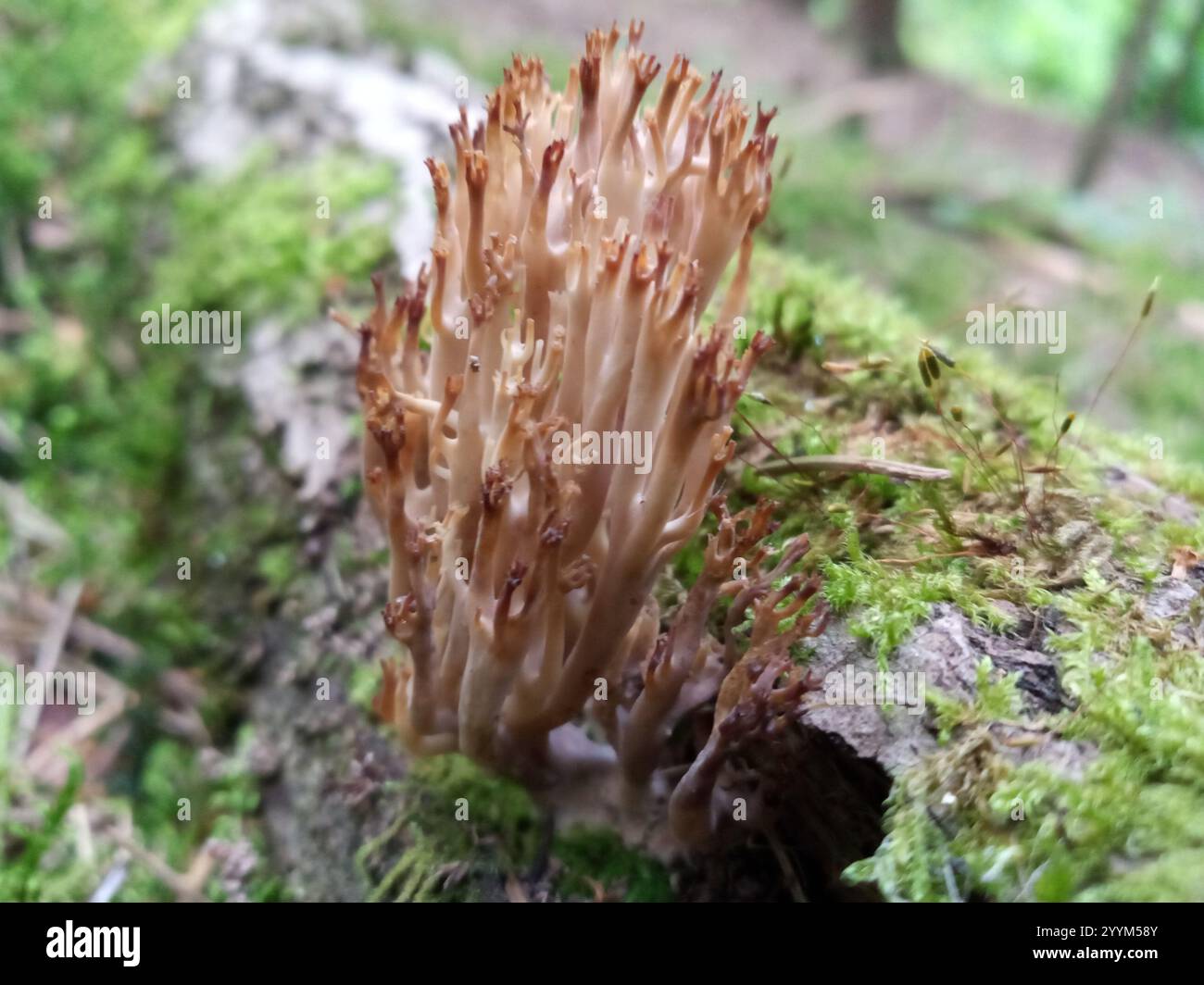 crown-tipped coral fungus (Artomyces pyxidatus Stock Photo - Alamy