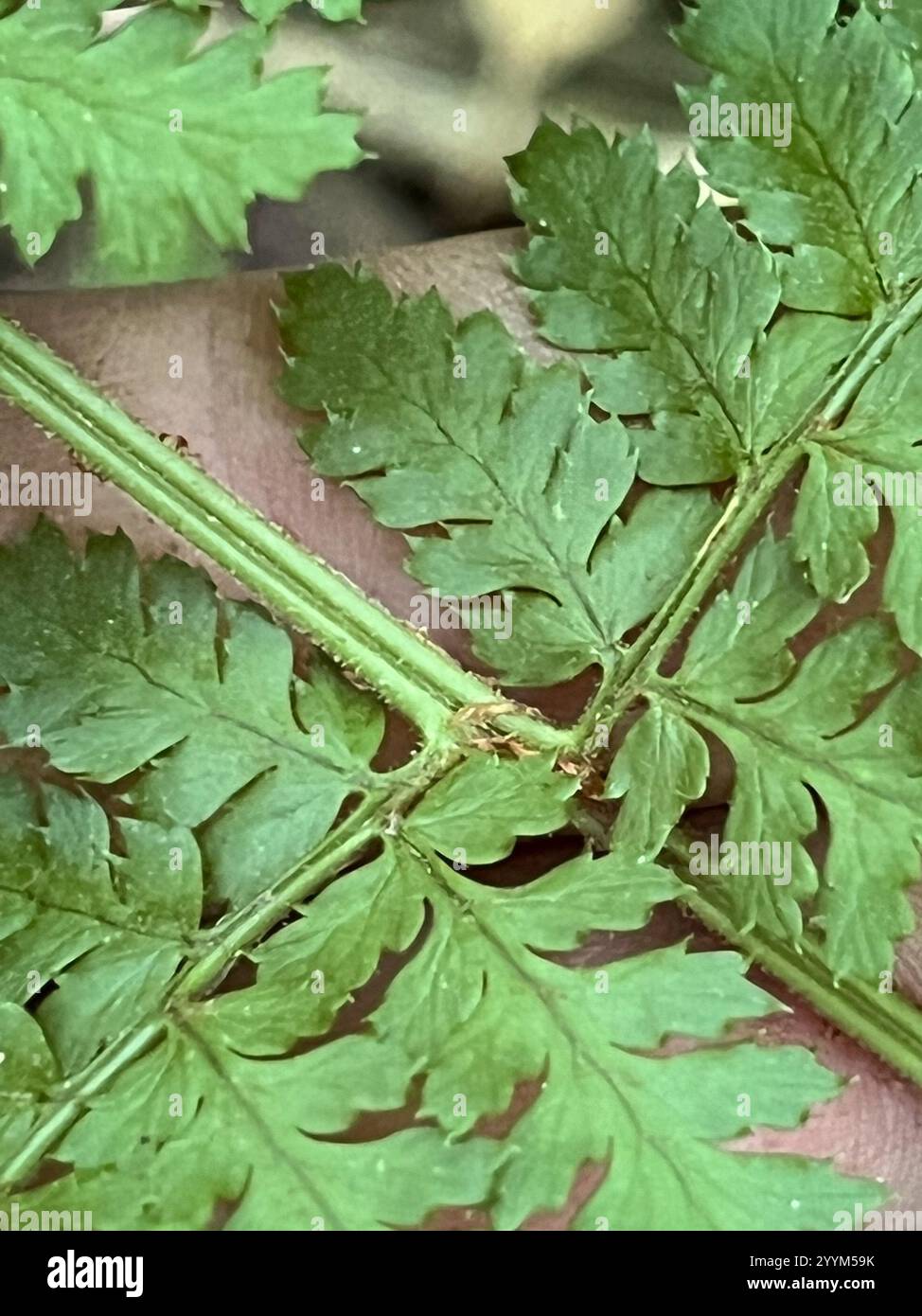 intermediate wood fern (Dryopteris intermedia Stock Photo - Alamy