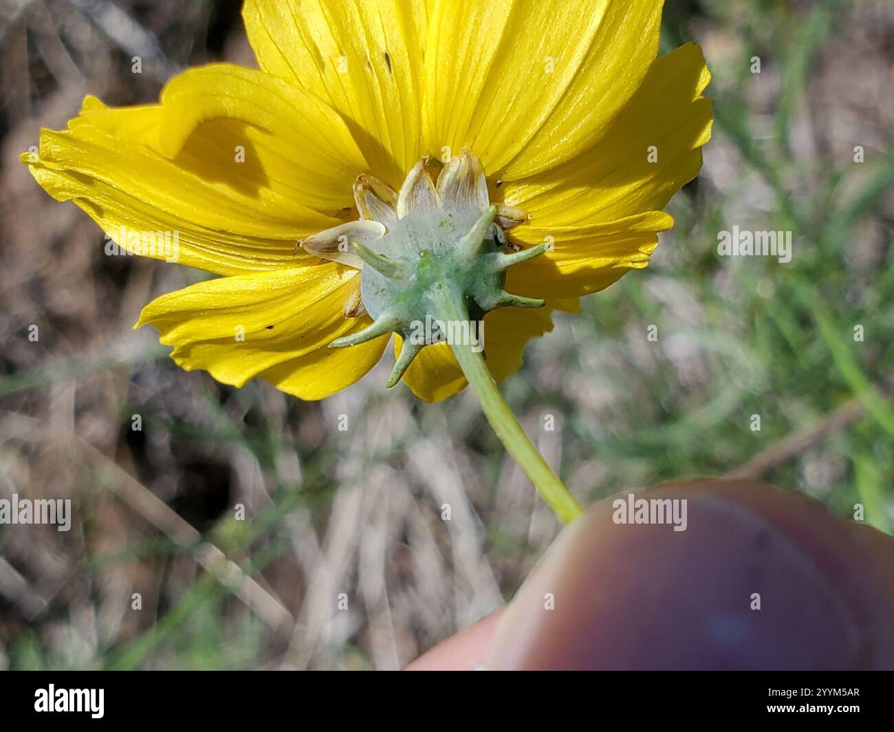 Thelesperma filifolium hi-res stock photography and images - Alamy