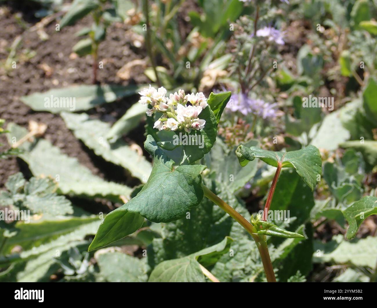 Common Buckwheat (Fagopyrum esculentum Stock Photo - Alamy