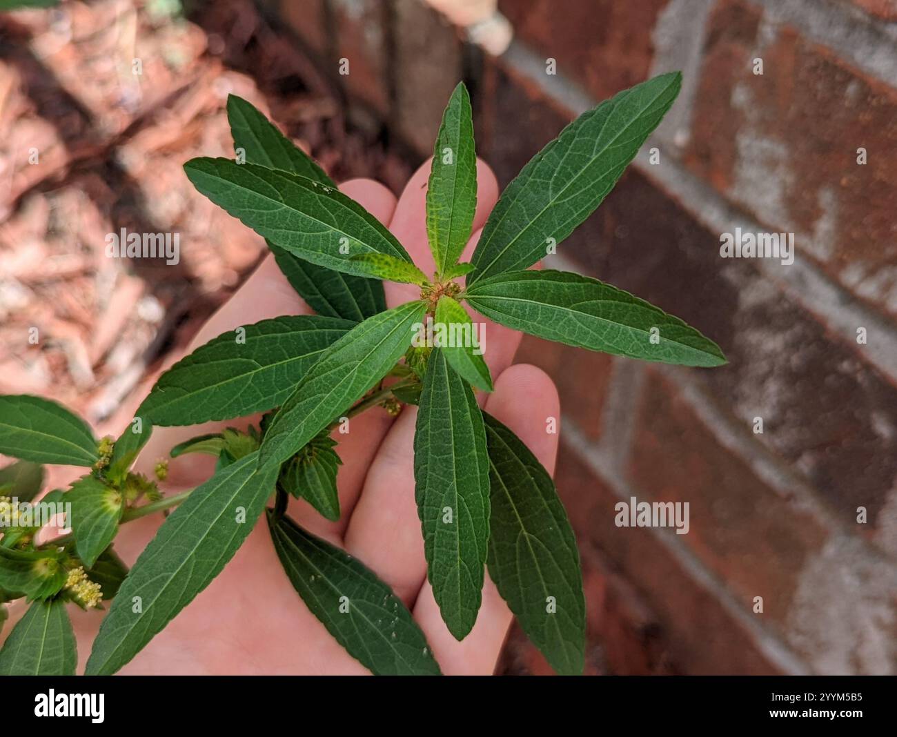 Slender Three-seeded Mercury (Acalypha gracilens Stock Photo - Alamy
