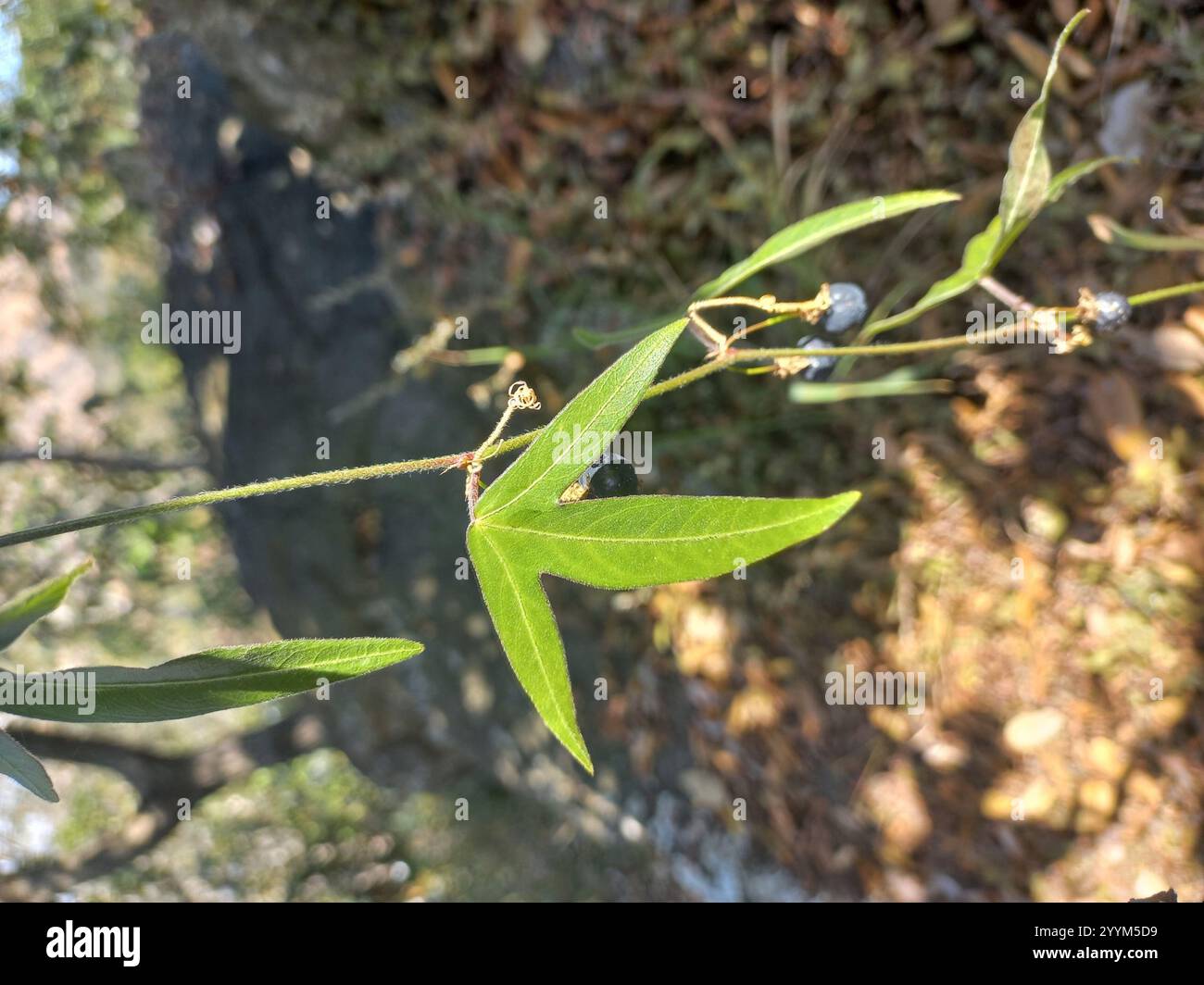corkystem passionflower (Passiflora suberosa Stock Photo - Alamy