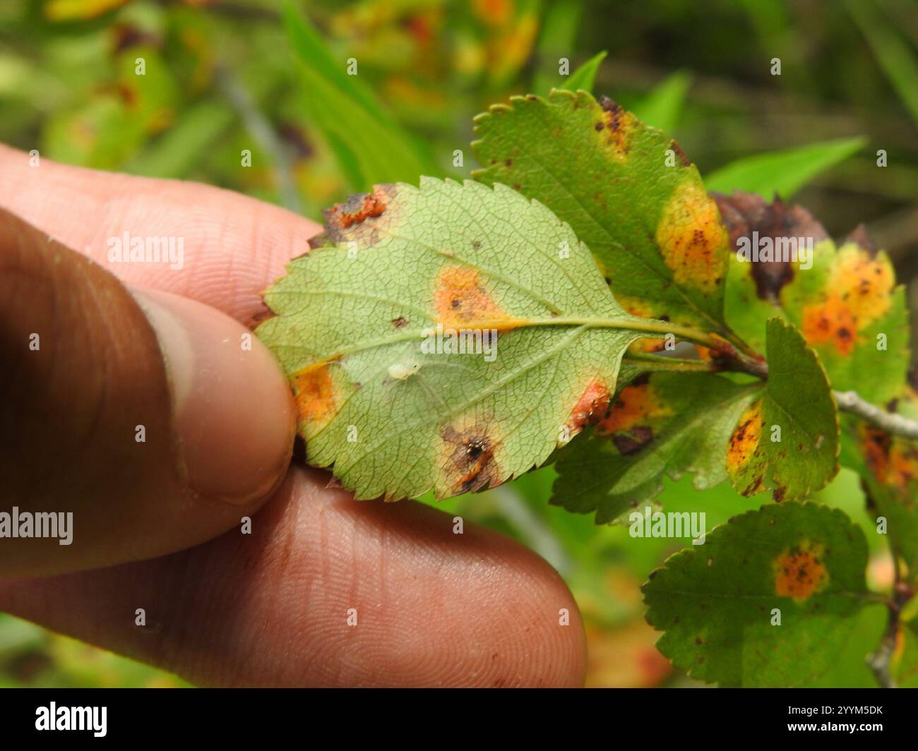 Cedar-Hawthorn Rust (Gymnosporangium globosum Stock Photo - Alamy
