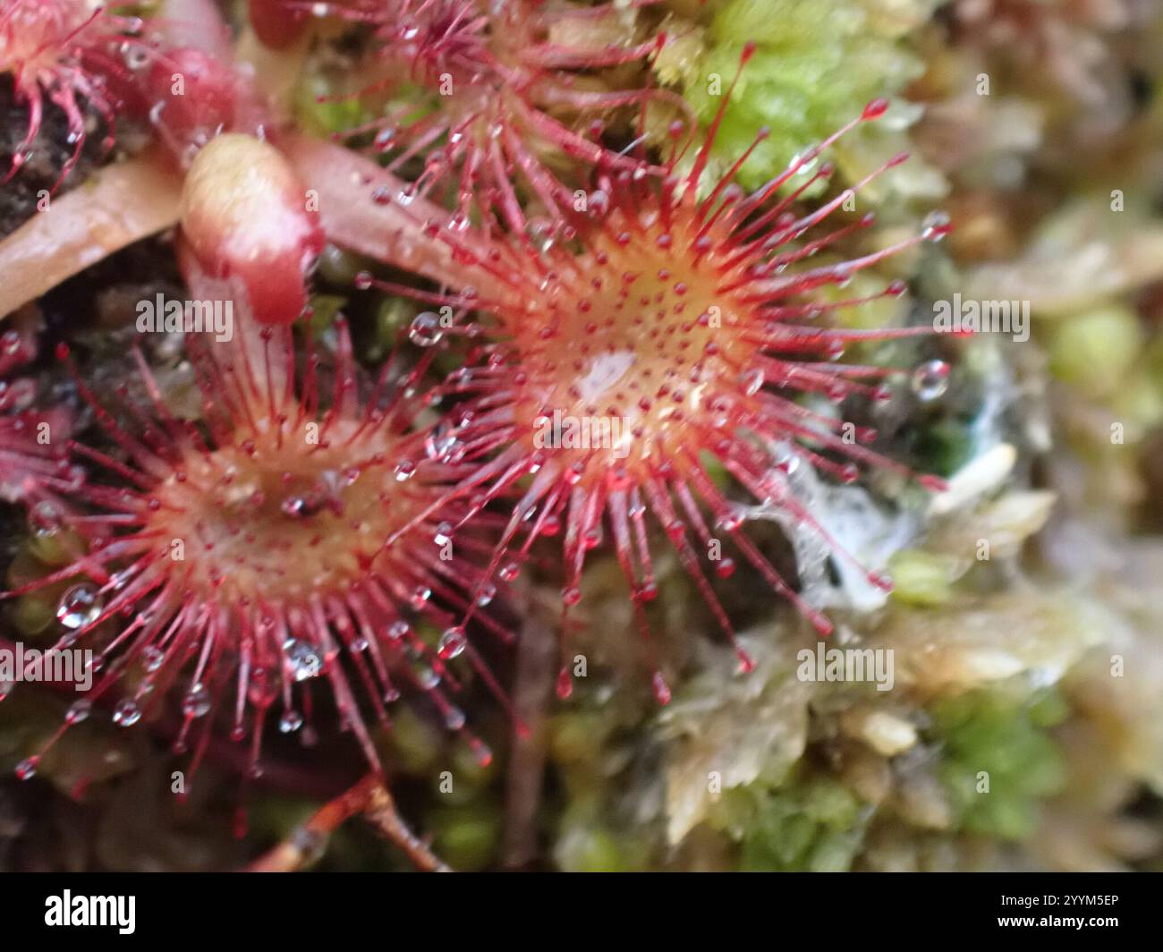 round-leaved sundew (Drosera rotundifolia Stock Photo - Alamy