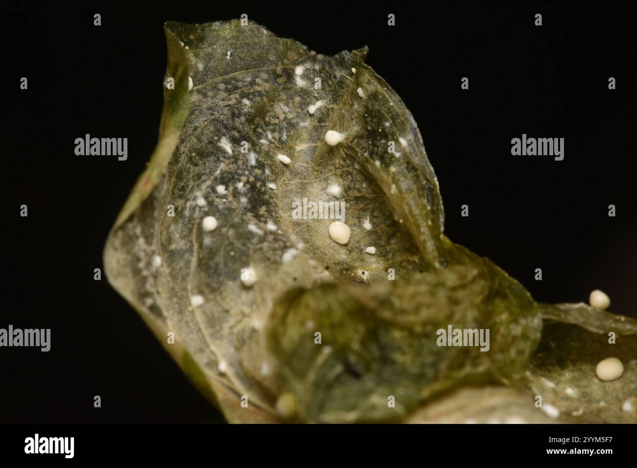 slime molds (Mycetozoa Stock Photo - Alamy