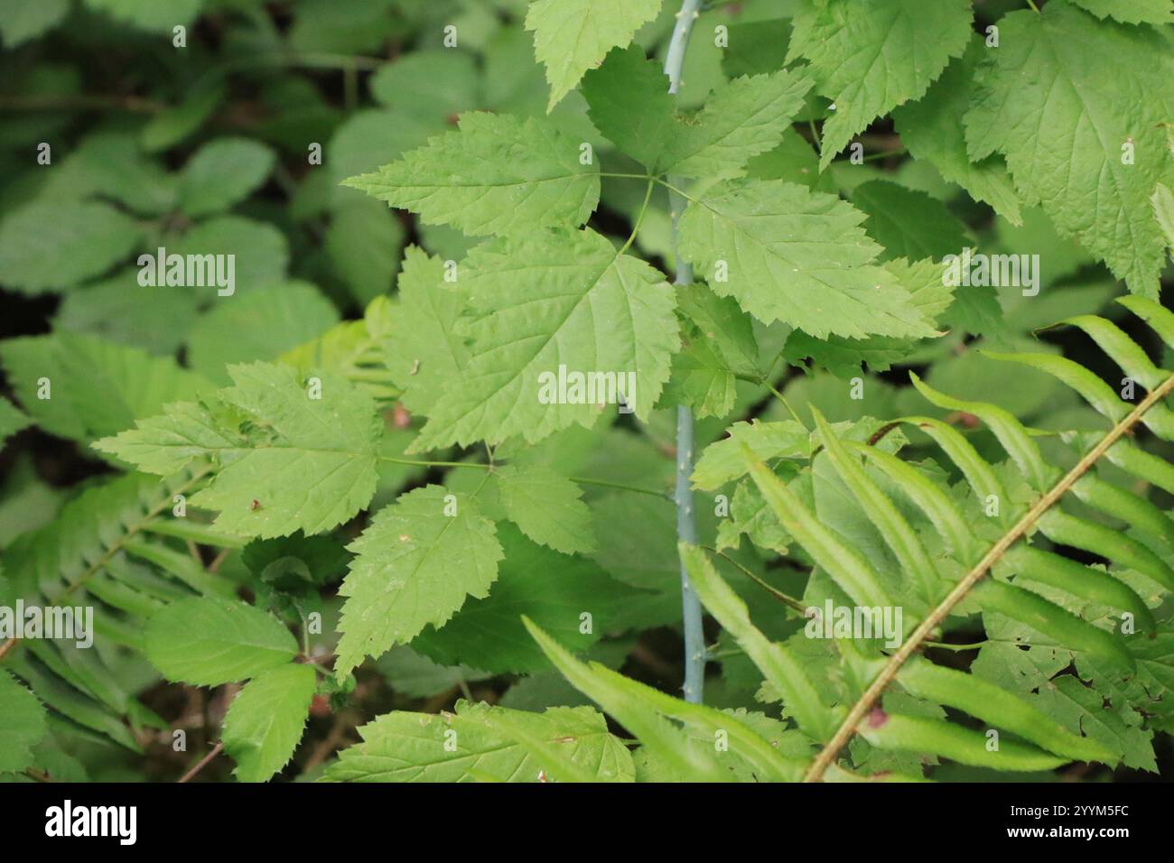 whitebark raspberry (Rubus leucodermis Stock Photo - Alamy