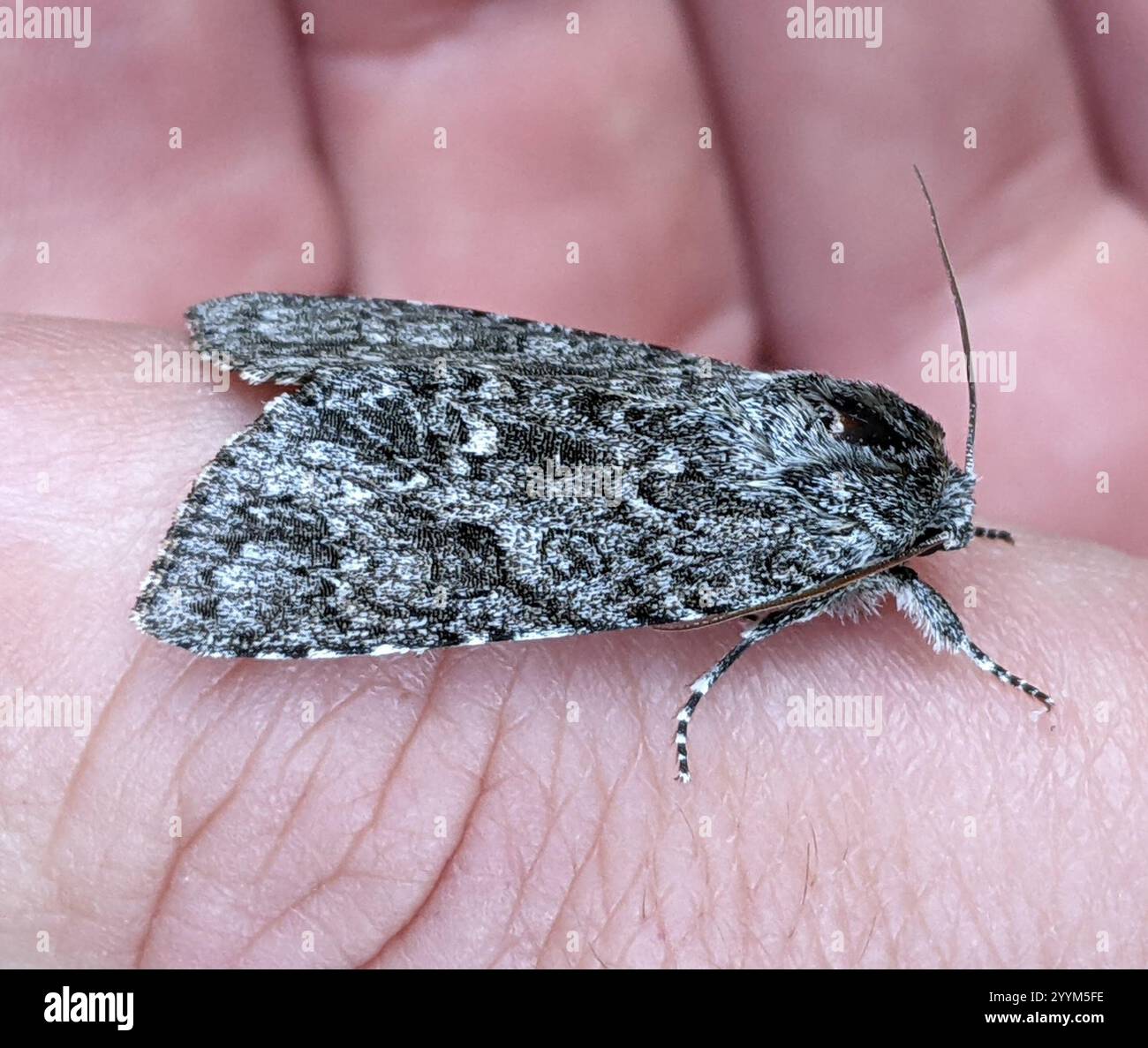 Powdered Dagger (Acronicta impleta Stock Photo - Alamy