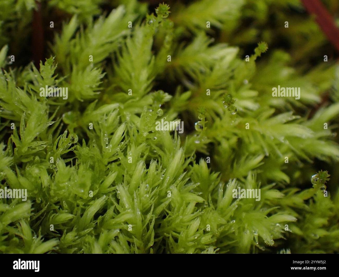 ribbed bog moss (Aulacomnium palustre Stock Photo - Alamy