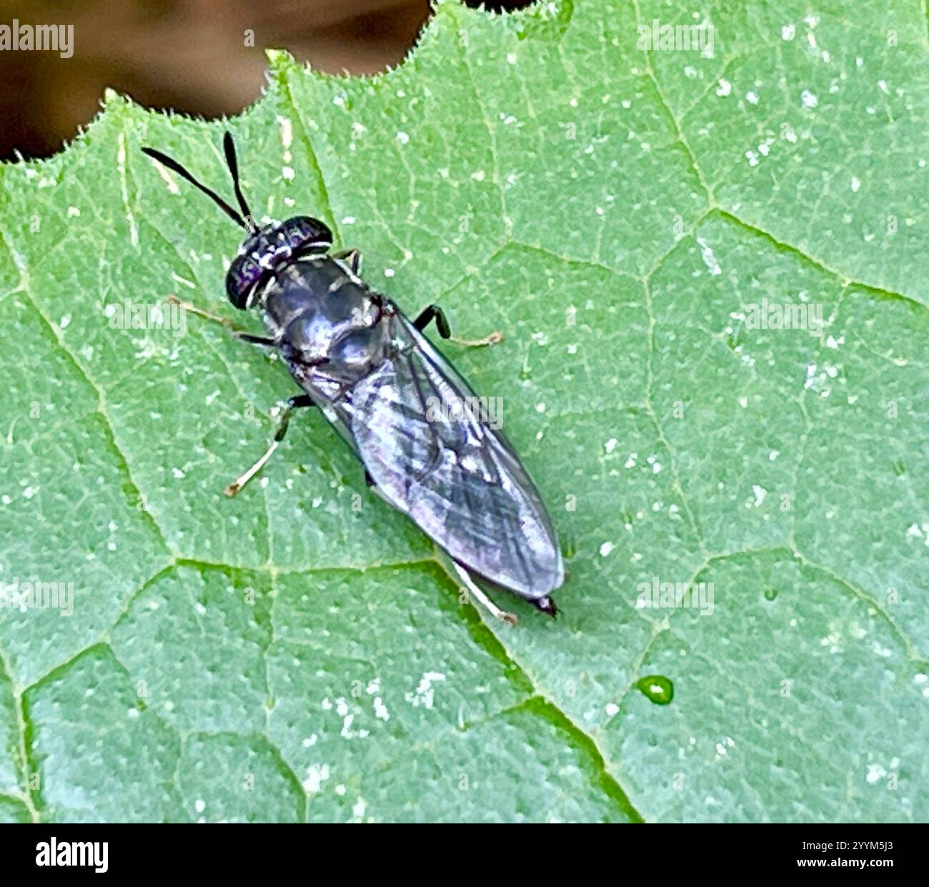 Black Soldier Fly (Hermetia illucens Stock Photo - Alamy