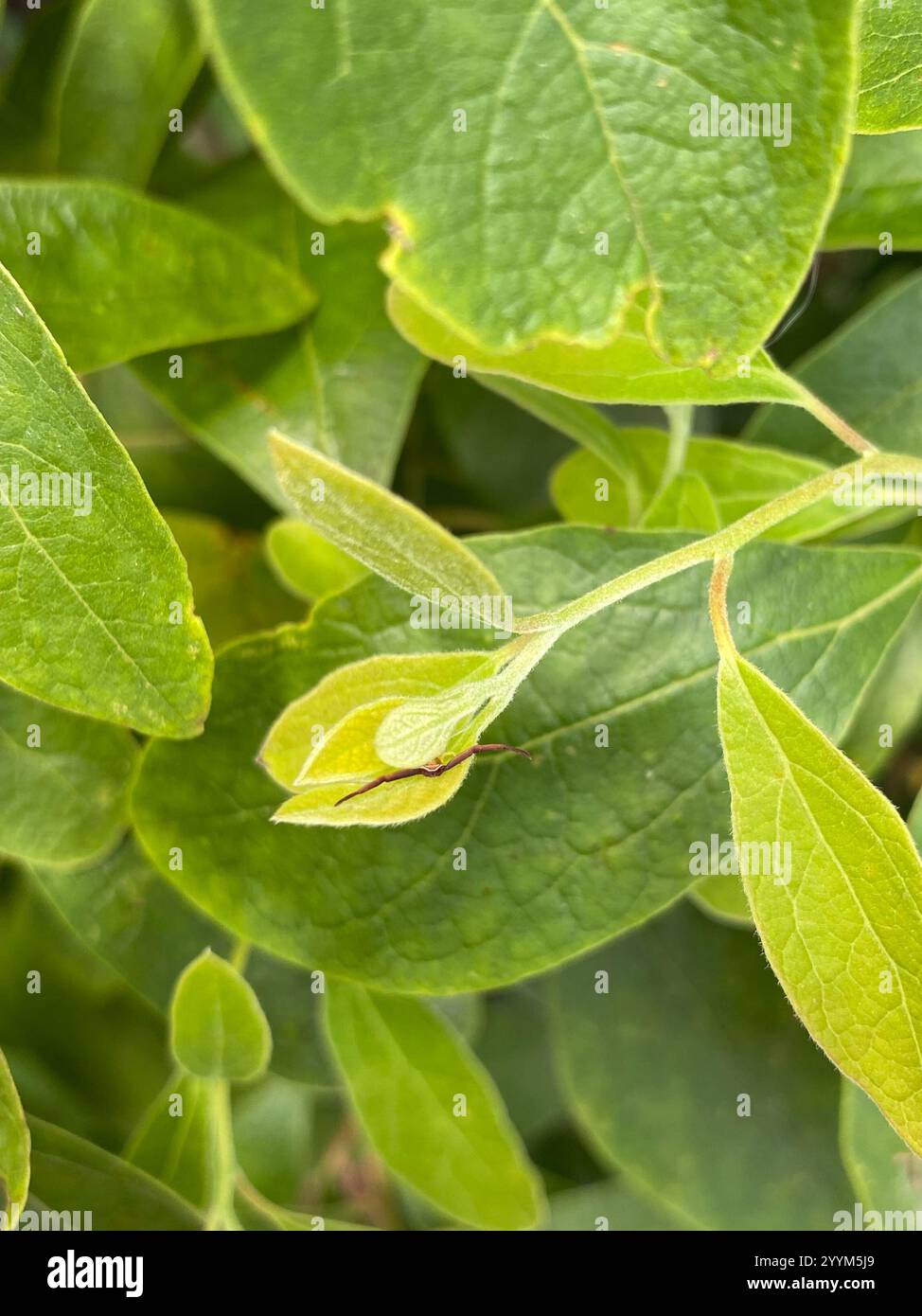 White-banded Crab Spider (Misumenoides formosipes Stock Photo - Alamy