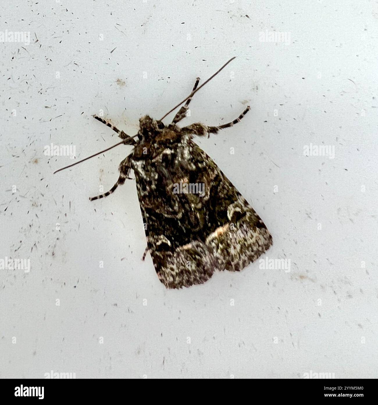 Olive Arches Moth (Lacinipolia olivacea Stock Photo - Alamy