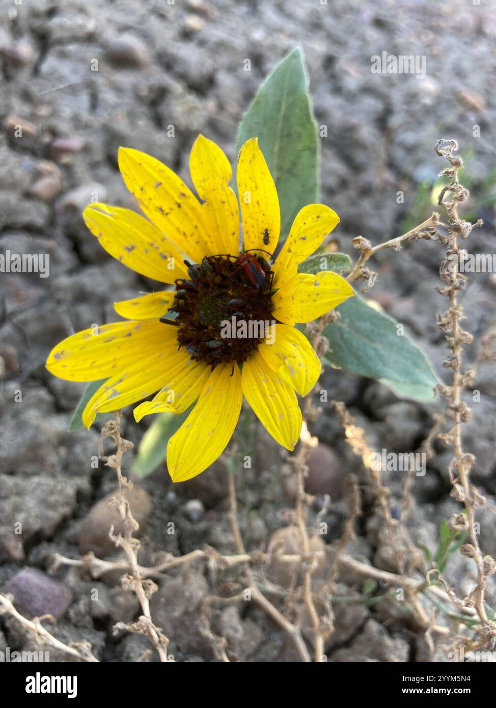 prairie sunflower (Helianthus petiolaris Stock Photo - Alamy