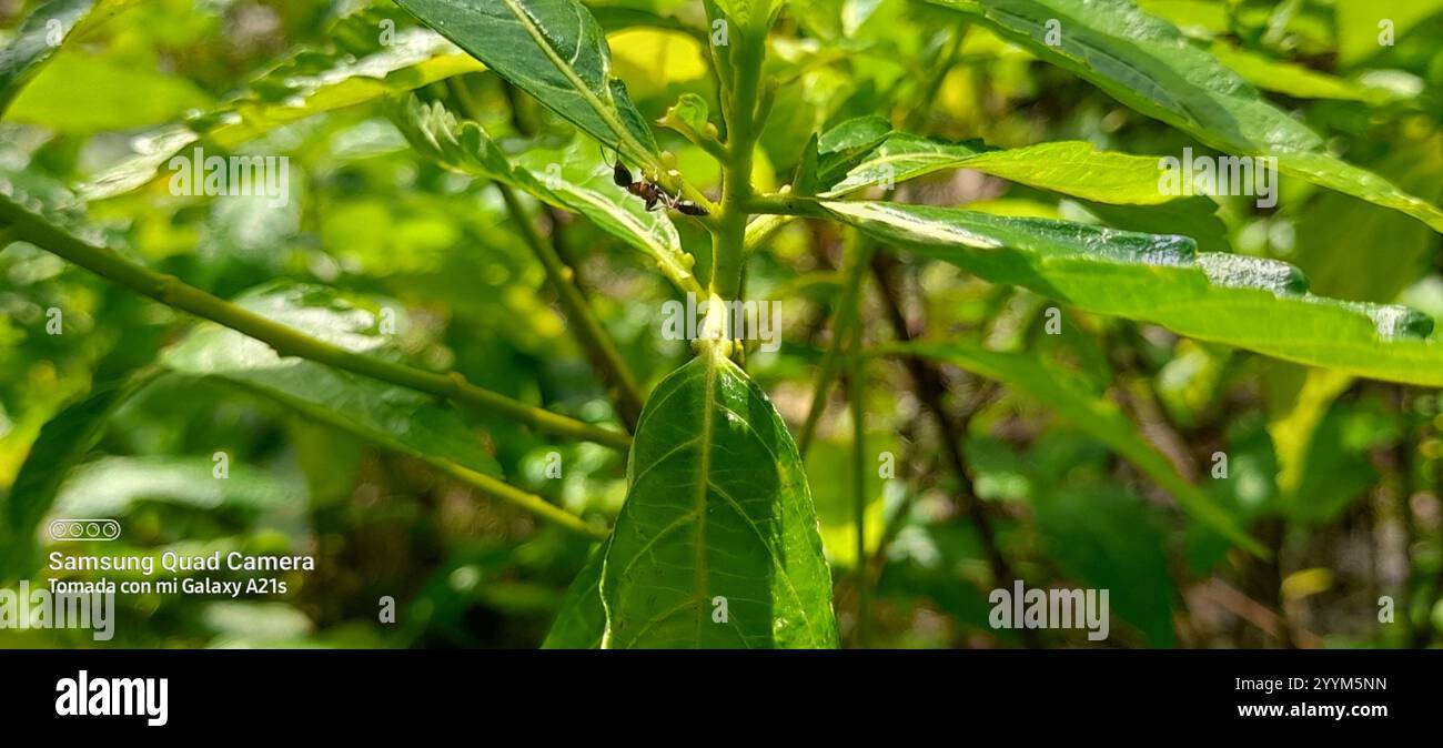 Graceful Twig Ant (Pseudomyrmex gracilis Stock Photo - Alamy