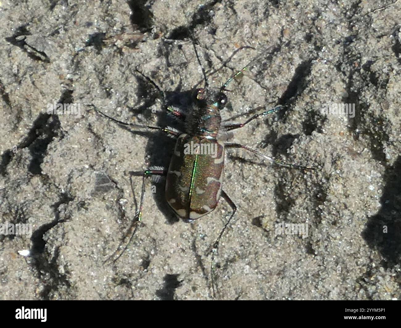 Bronzed Tiger Beetle (Cicindela repanda Stock Photo - Alamy