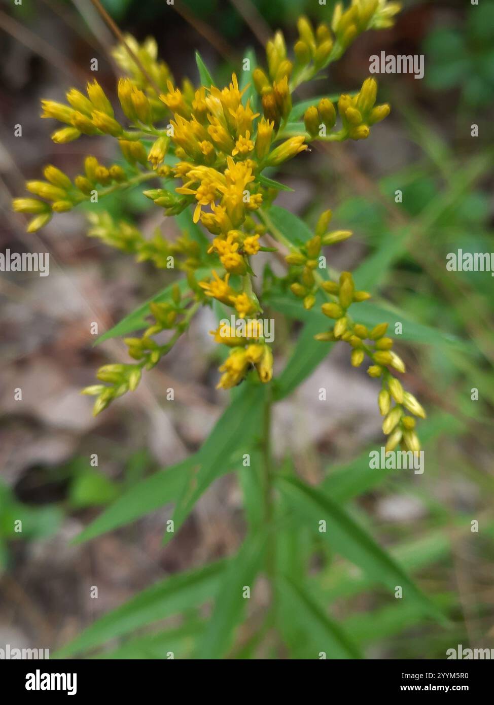 early goldenrod (Solidago juncea Stock Photo - Alamy