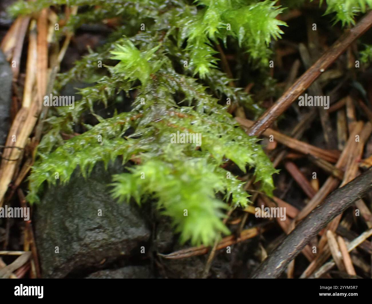 rough goose neck moss (Hylocomiadelphus triquetrus Stock Photo - Alamy