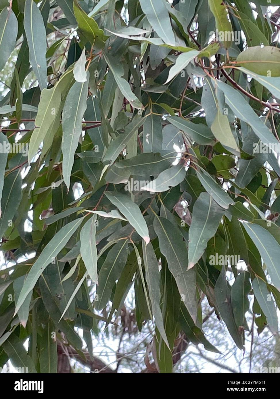 Rough-barked Apple (Angophora floribunda Stock Photo - Alamy