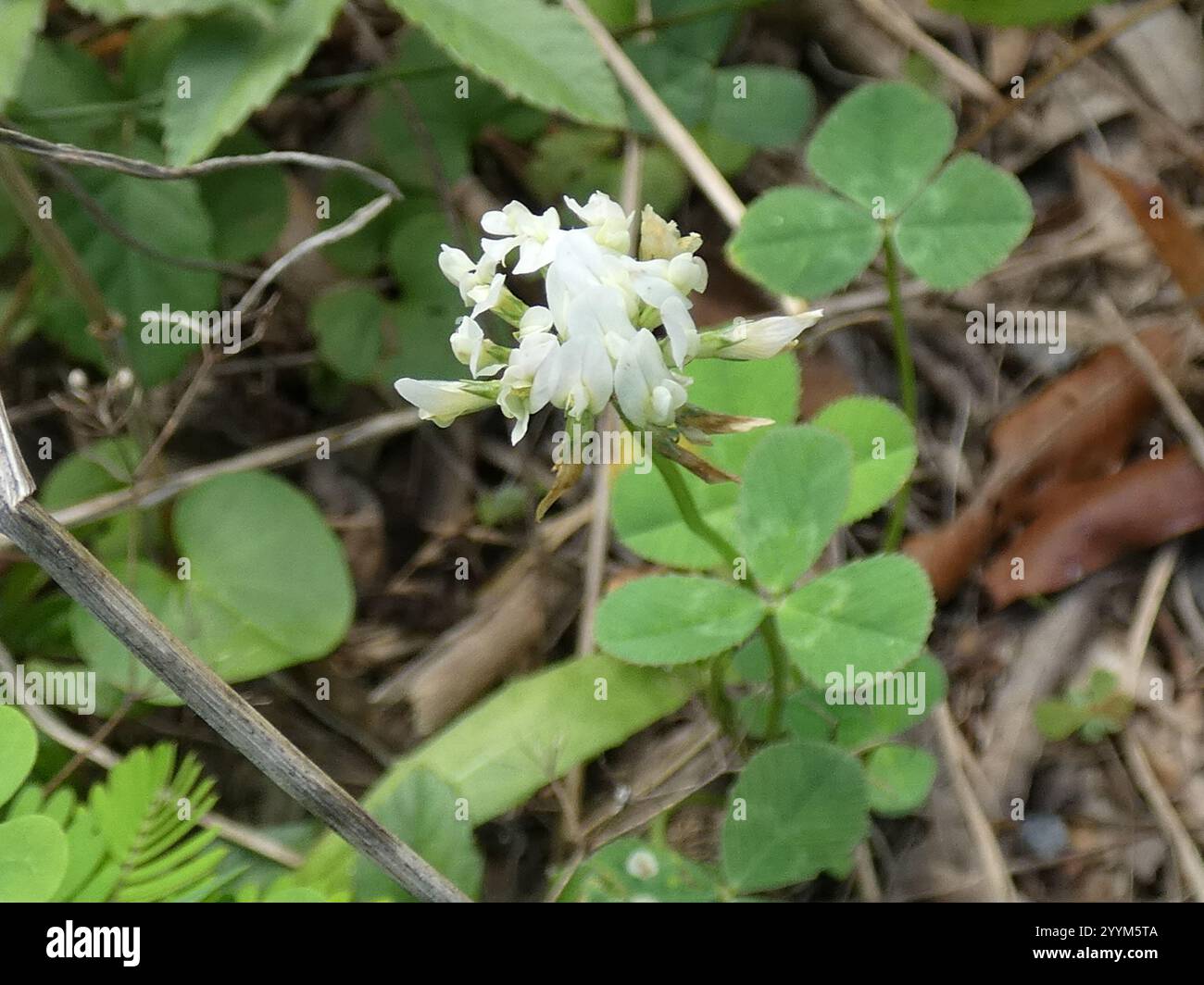white clover (Trifolium repens Stock Photo - Alamy