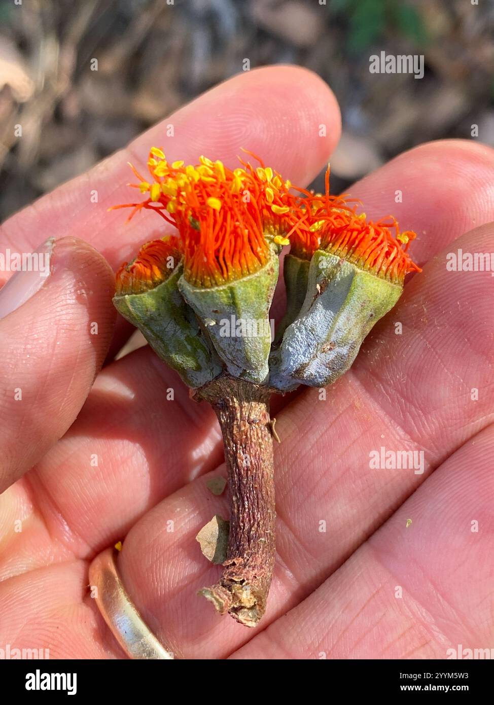 Darwin Woollybutt (Eucalyptus miniata Stock Photo - Alamy