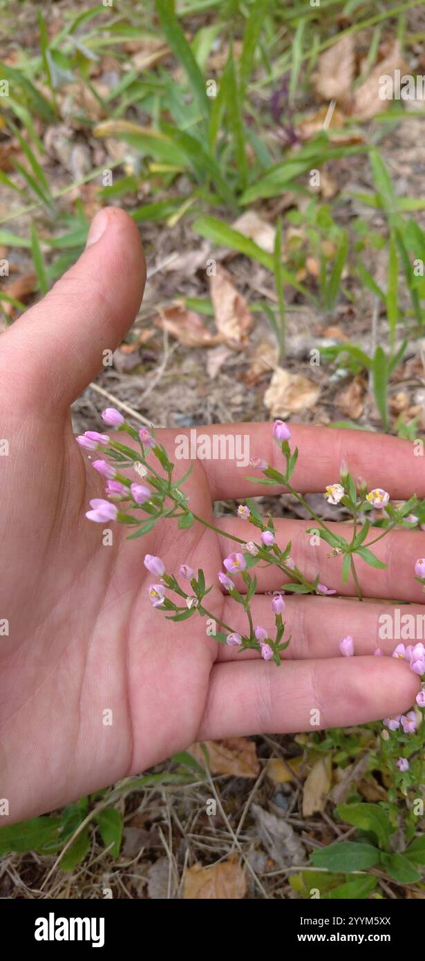 Lesser Centaury (Centaurium pulchellum Stock Photo - Alamy