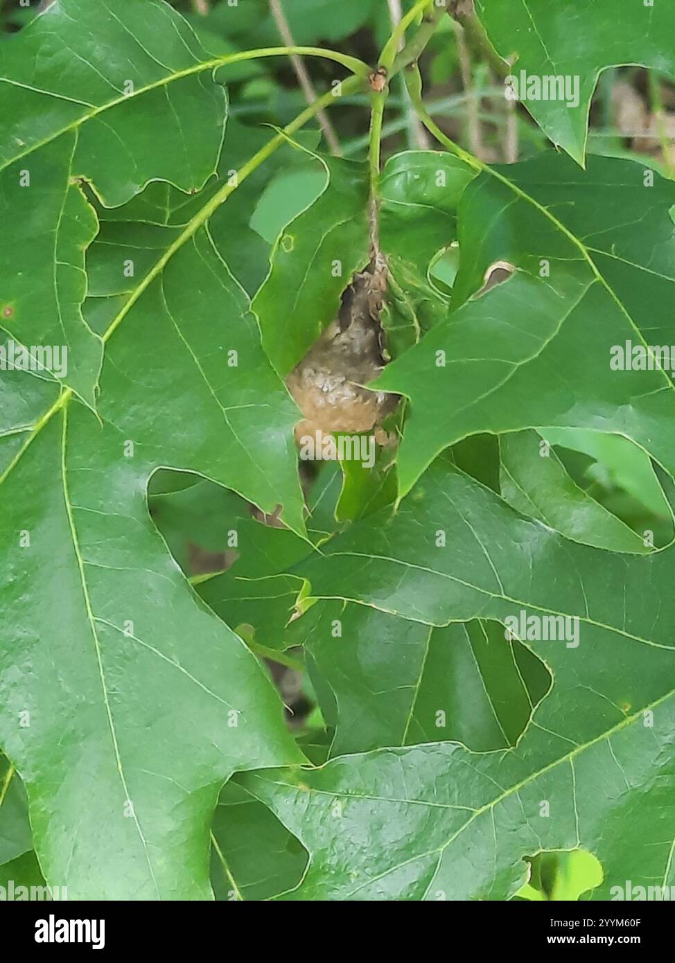 Spongy Oak Apple Gall Wasp (Amphibolips confluenta Stock Photo - Alamy